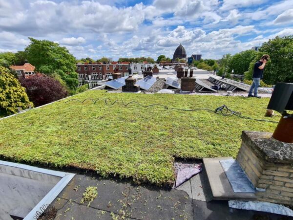 10 voordelen van een groendak | Uw Groendak